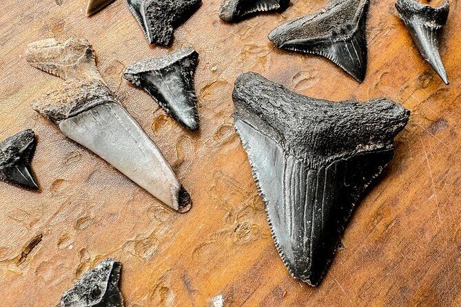 Shark Tooth and Shell Hunting Tour in Charleston, SC - Practical Aspects and Value