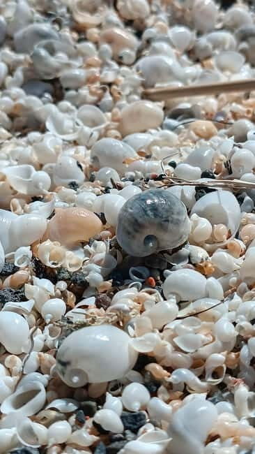 Shell beach Turtle head and Kok-Moinok canyons - What to Expect from the Day