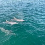 Shell Island Dolphin and Snorkel Boat Tour - Who is This Tour Best For?