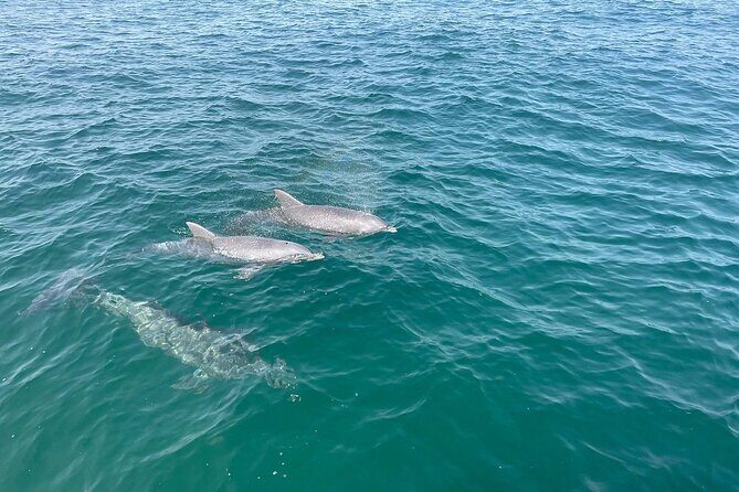 Shell Island Dolphin and Snorkel Boat Tour - Who is This Tour Best For?