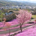 [Shibazakura / Tulip] Going by private car, Shibazakura Takinoue Park and Kamiyubetsu Tulip Park (from Sapporo) - What Travelers Can Expect