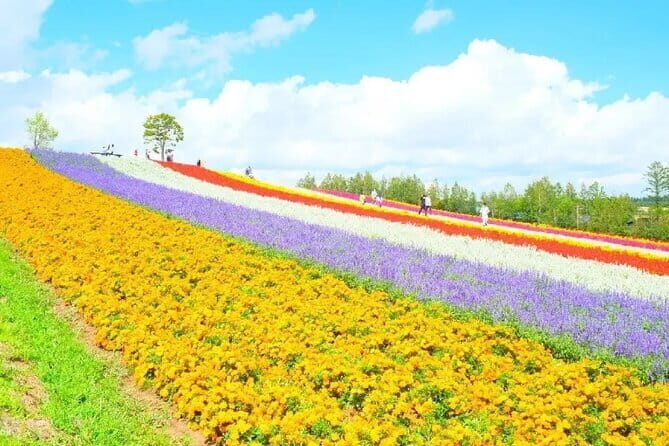 Shikisai-no-Oka and Furano Tour with buffet lunch from Sapporo - Detailed Review