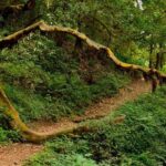 Shivapuri Peak Hike and Sleeping Buddha Sightseeing Tour - The Sum Up