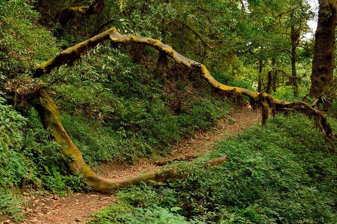 Shivapuri Peak Hike and Sleeping Buddha Sightseeing Tour - The Sum Up