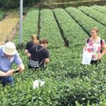 Shizuoka Tea Picking Private Experience - Practical Tips for Making the Most of Your Tour