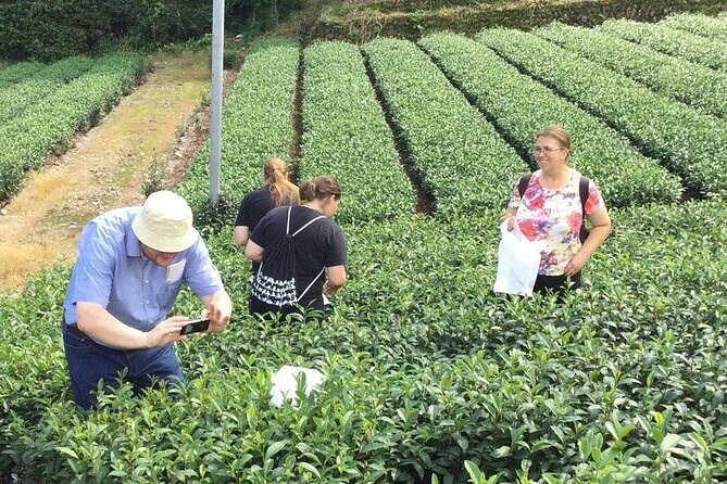 Shizuoka Tea Picking Private Experience - Practical Tips for Making the Most of Your Tour