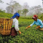 Shore Excursion Colombo Port to Kandy & Tea Factory - Exploring Gadaladeniya Temple