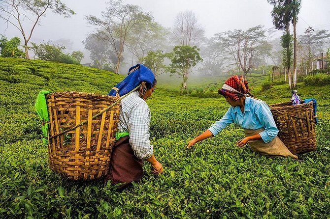 Shore Excursion Colombo Port to Kandy & Tea Factory - Exploring Gadaladeniya Temple