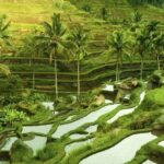 Shore Excursion : Private Tours To Ubud Art village And Surrounding Area - Ubud Art Village—A Behind-the-Scenes Look
