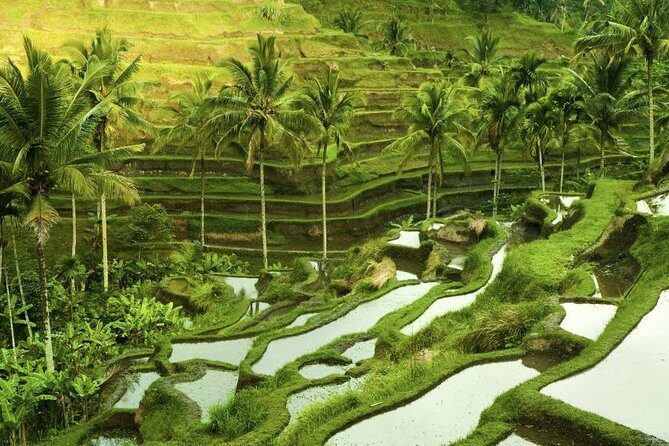 Shore Excursion : Private Tours To Ubud Art village And Surrounding Area - Ubud Art Village—A Behind-the-Scenes Look
