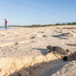 Shore Excursion To Bentota Day Tour Highlights From Colombo - Considerations and Tips