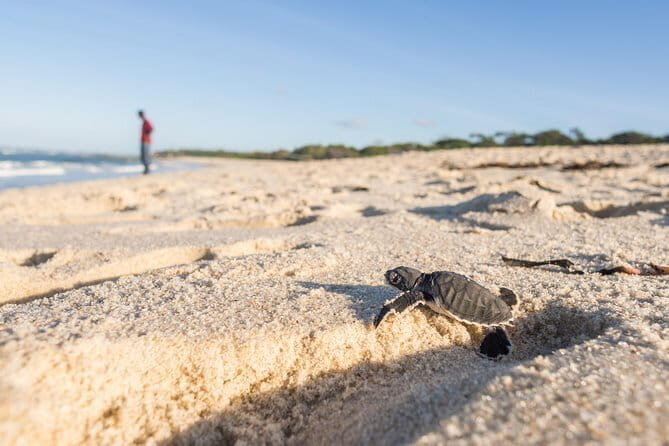 Shore Excursion To Bentota Day Tour Highlights From Colombo - Considerations and Tips