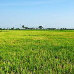 Shore Excursions Tea Plantation from Colombo Port Passenger Jetty - FAQ