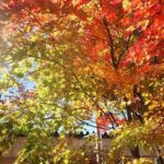 Short Morning Cycling Tour in Hida - Why This Tour Stands Out