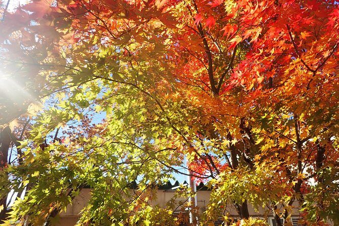 Short Morning Cycling Tour in Hida - Why This Tour Stands Out