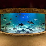 Siem Reap: Angkor Wildlife & Aquarium Entrance Ticket - Why You Should Consider This Experience