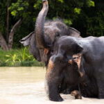 Siem Reap: Dine with Elephants, a Nature & Wildlife Journey - What Makes This Tour Valuable?