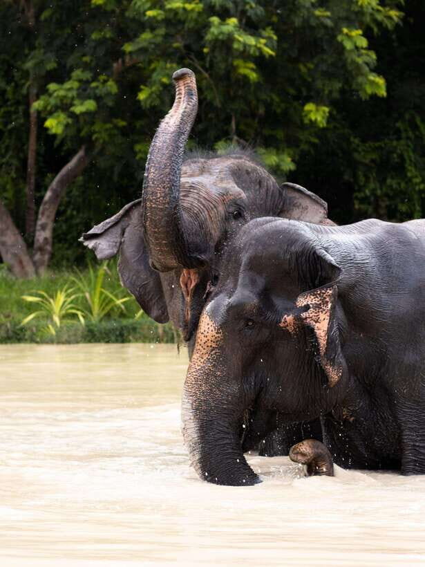 Siem Reap: Dine with Elephants, a Nature & Wildlife Journey - What Makes This Tour Valuable?
