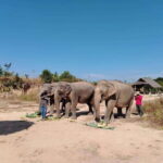 Siem Reap: Elephants & Apopo Rat Demining Private Trip - In-Depth Itinerary Breakdown