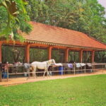Siem Reap Happy Horse Riding Free Pick-up & Drop-off - The Ride Itself: What You Can Expect