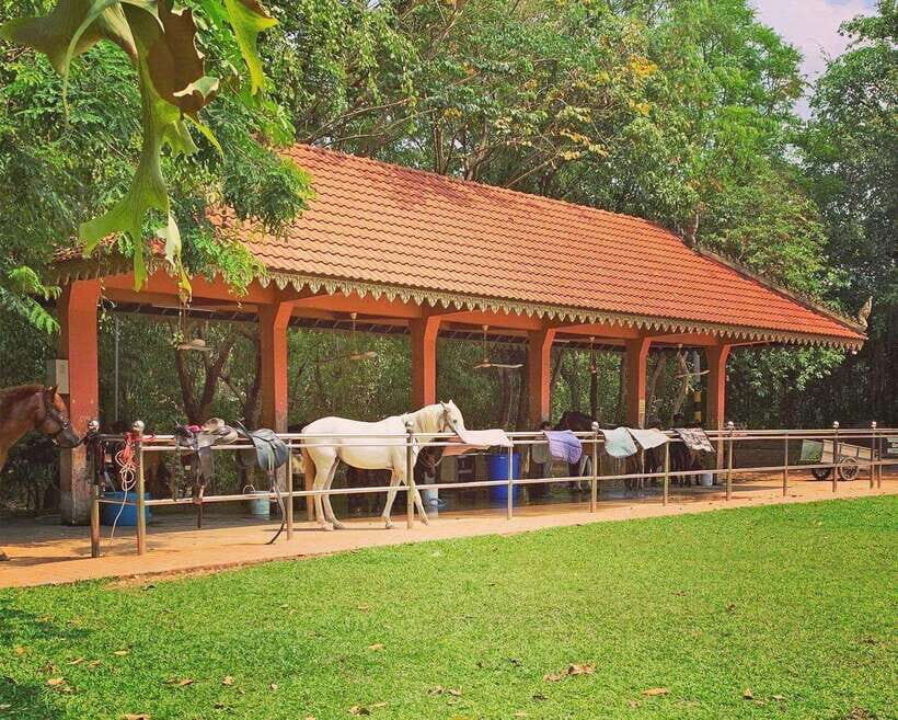 Siem Reap Happy Horse Riding Free Pick-up & Drop-off - The Ride Itself: What You Can Expect