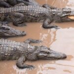 Siem Reap Lake-Side Village Tour - Why the Guided Boat Experience Matters