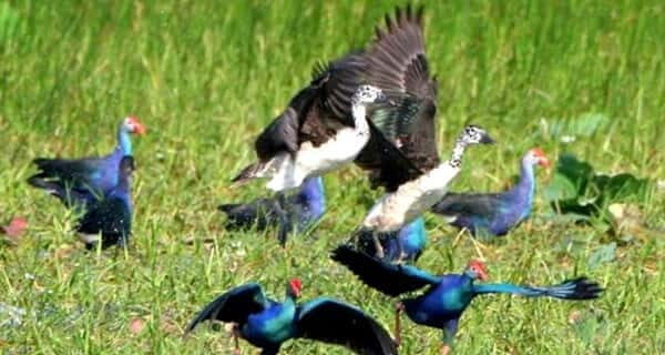 Siem Reap: Prek Toal Tonle Sap Biosphere Reserve Tour - A Day in the Life: Breakdown of the Itinerary