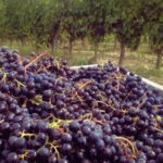 Siena & Tuscany - Who Should Consider This Tour?