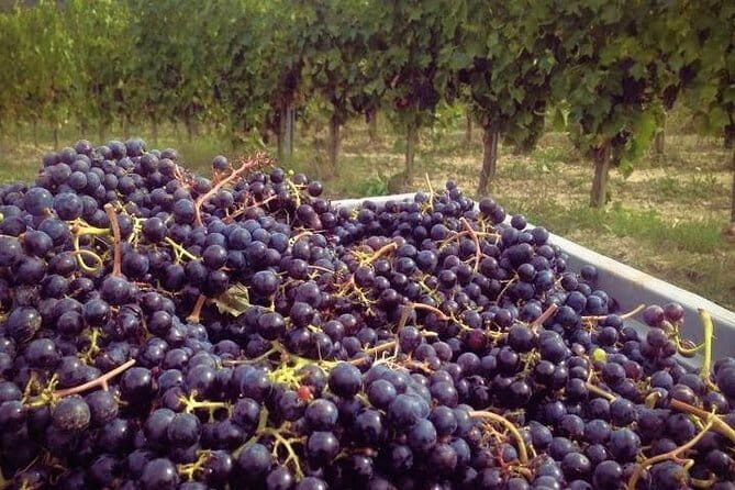 Siena & Tuscany - Who Should Consider This Tour?