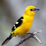 SIerra Madre Highland bird and Tuito - What Makes Each Stop Special?