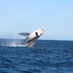 Sighting whale tour in Los Cabos - FAQs