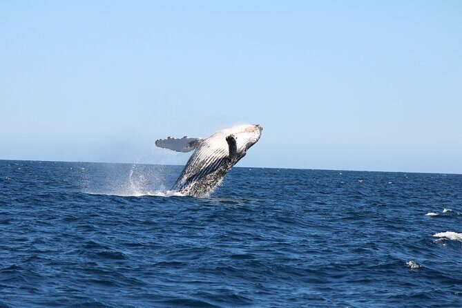 Sighting whale tour in Los Cabos - FAQs