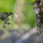 Sigiriya Ancient City and Countryside from Kandy - What to Expect From Transportation and Group Size