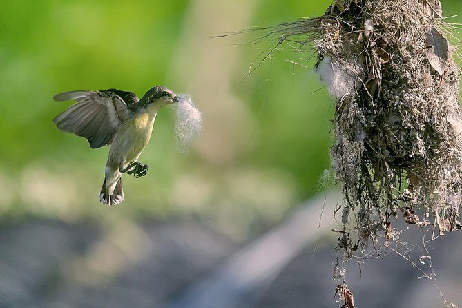 Sigiriya Ancient City and Countryside from Kandy - What to Expect From Transportation and Group Size