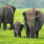 Sigiriya: Elephant Migration Safari at Hurulu Eco Park - Summary: Why This Tour Offers Real Value