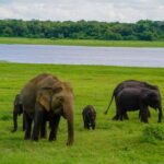 Sigiriya: Lion Rock & Minneriya Safari Full Day Private Tour - The Sigiriya Fortress: A Marvel of Ancient Engineering