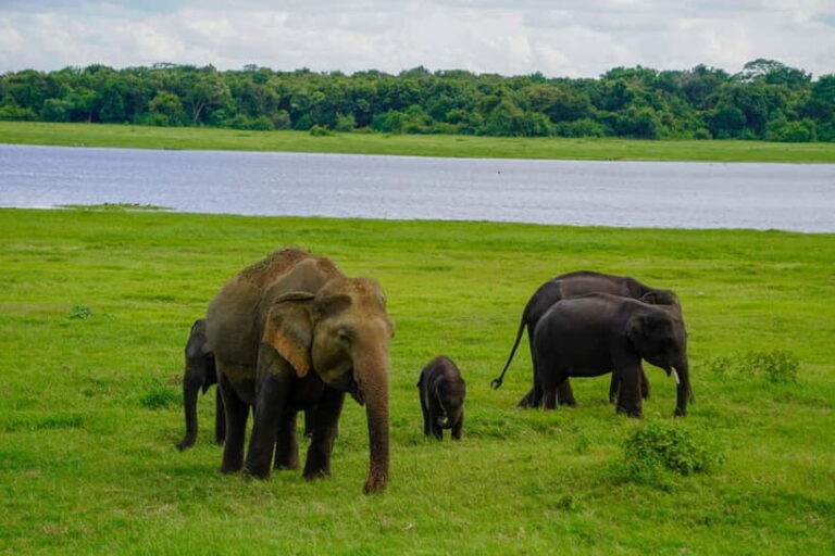 Sigiriya: Lion Rock & Minneriya Safari Full Day Private Tour - The Sigiriya Fortress: A Marvel of Ancient Engineering
