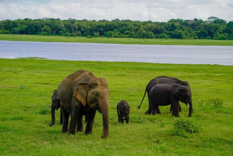 Sigiriya: Lion Rock & Minneriya Safari Full Day Private Tour - The Sigiriya Fortress: A Marvel of Ancient Engineering