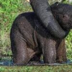 Sigiriya Rock or pidurangala and Polonnaruwa and National Park - Exploring the Rich Heritage and Wildlife of Sri Lanka