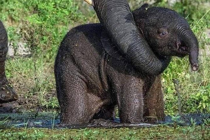 Sigiriya Rock or pidurangala and Polonnaruwa and National Park - Exploring the Rich Heritage and Wildlife of Sri Lanka