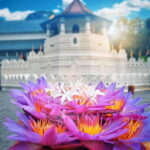 Sigiriya To Kandy Private Transfer: Visit Dambulla Temple - Who is This Tour Best For?