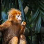 Silver Leaf Monkeys and Firefly Tour with Boat Ride and Seafood Dinner - Analyzing the Experience: What Makes It Stand Out