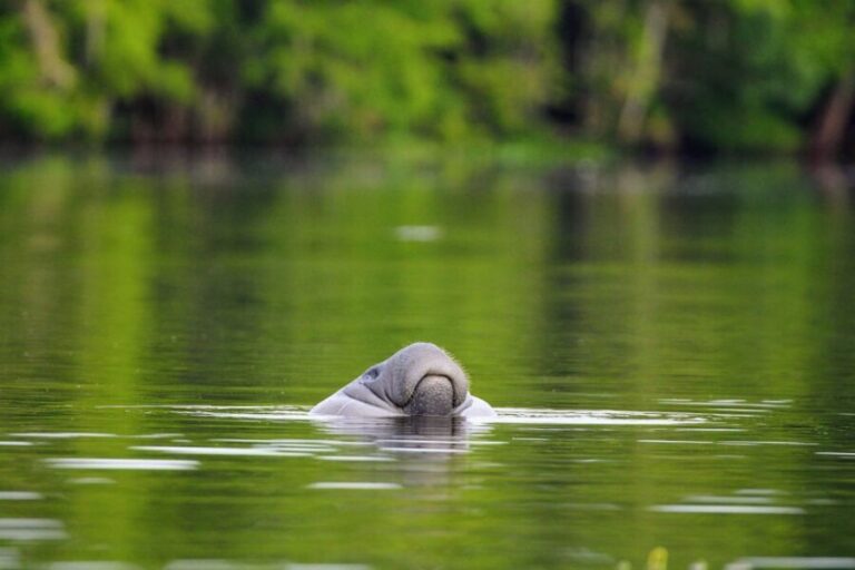 Silver Springs Manatee Kayaking Tour - Who is This Tour Best For?