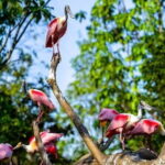 Singapore Bird Paradise E-Tickets - The Itinerary: What Makes Each Stop Special