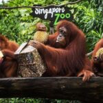 Singapore Bird Paradise & Zoo Full Day (Ticket & Transfer ) - Practical Aspects and What to Expect