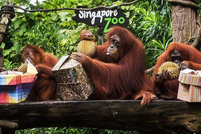 Singapore Bird Paradise & Zoo Full Day (Ticket & Transfer ) - Practical Aspects and What to Expect