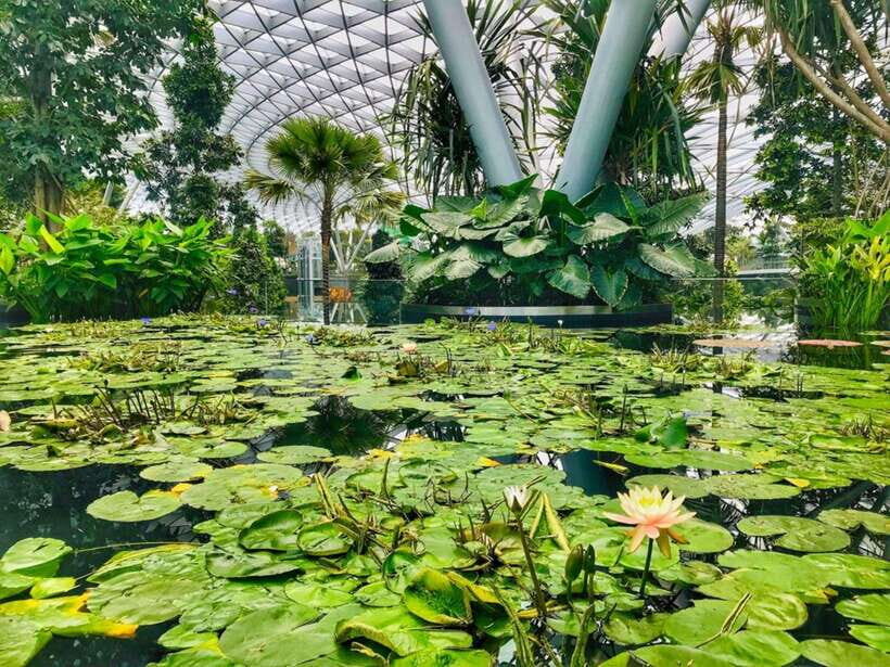 Singapore: Discover Jewel Changi Guided Tour - Exploring the Jewel’s Unique Features