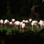 Singapore Night Safari Admission Voucher and Tram Ride Experience - Final Thoughts: Does It Offer Good Value?