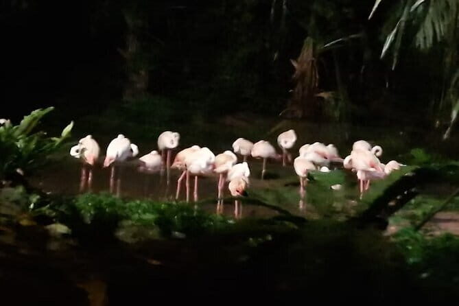 Singapore Night Safari Admission Voucher and Tram Ride Experience - Final Thoughts: Does It Offer Good Value?