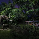 Singapore: Night Safari and Tram Ride Ticket - Practical Tips for Visiting